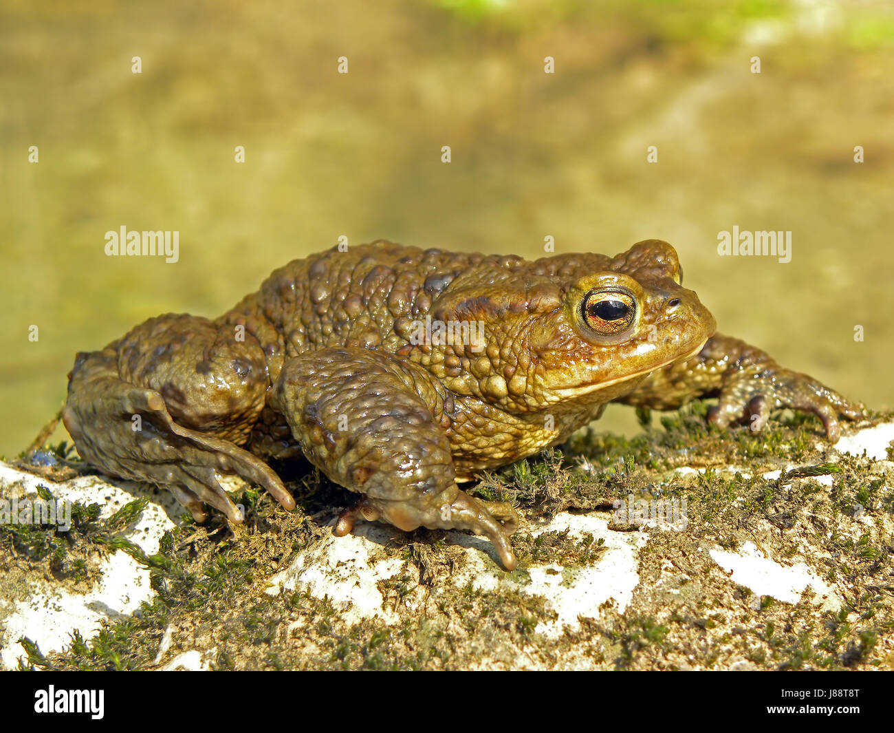 Amphibians toad warts protected hi-res stock photography and images - Alamy