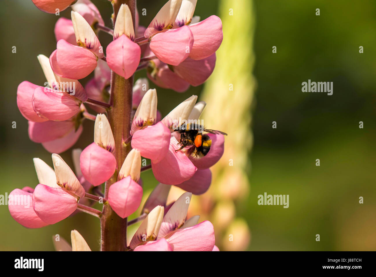 Lupin like plant hi-res stock photography and images - Alamy