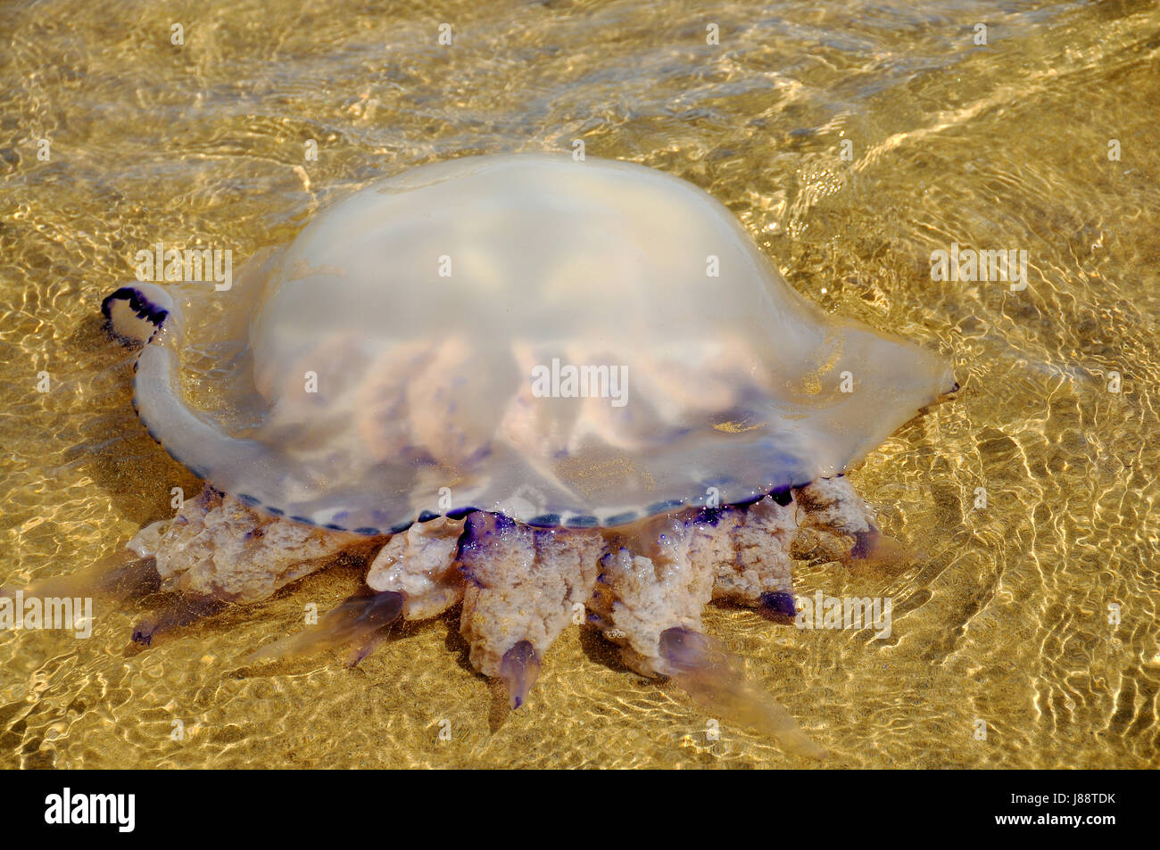 sandy beach, sea animal, salt water, sea, ocean, water, italy ...