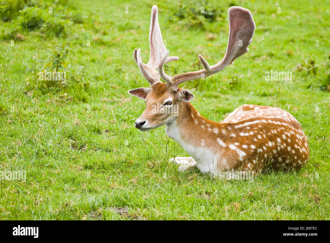 animal, mammal, animals, male, masculine, buck, mammals, fallow deer ...