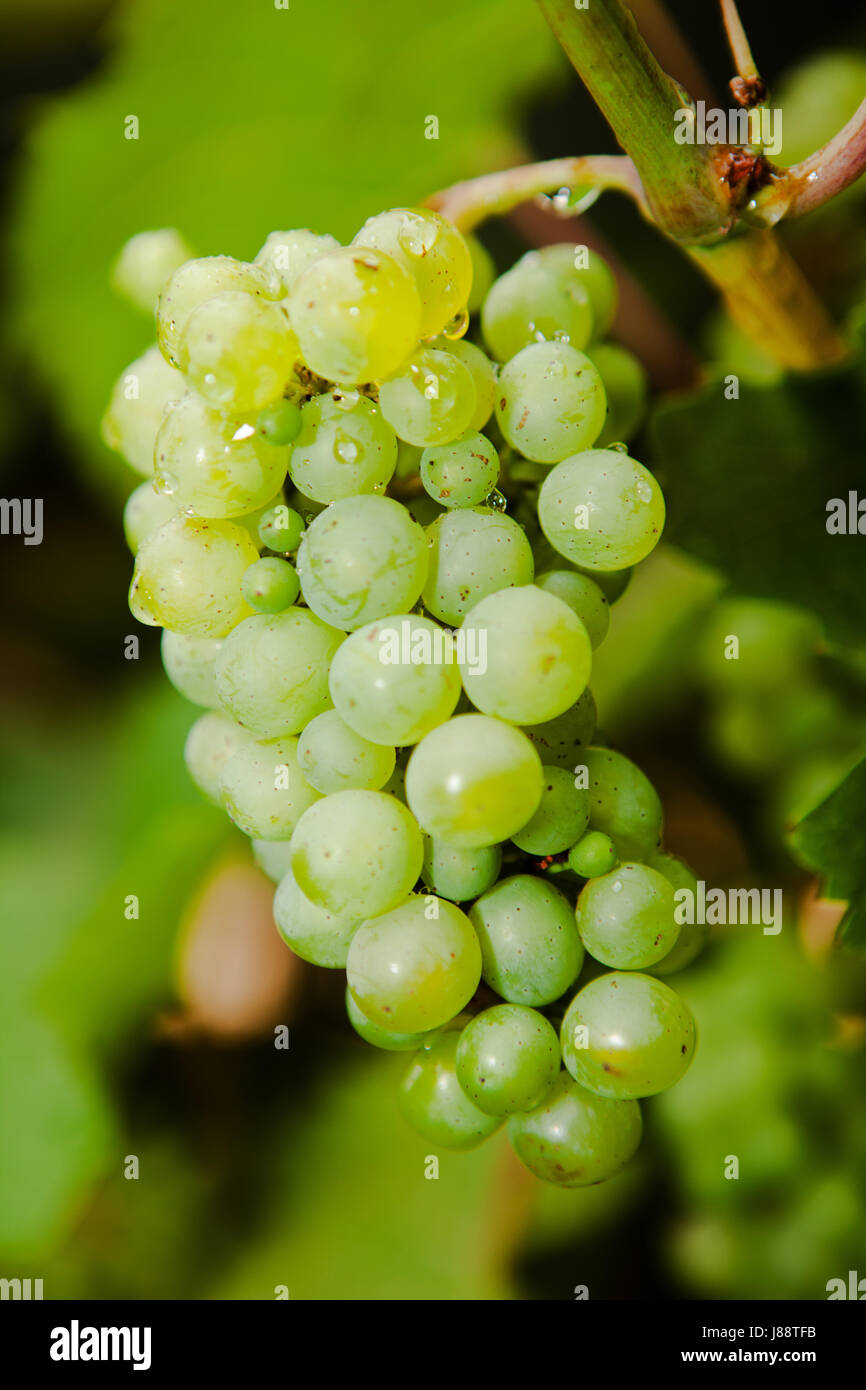 alcohol, grapes, vineyard, fruit, vine, grape vine, grape-vine, leaf ...