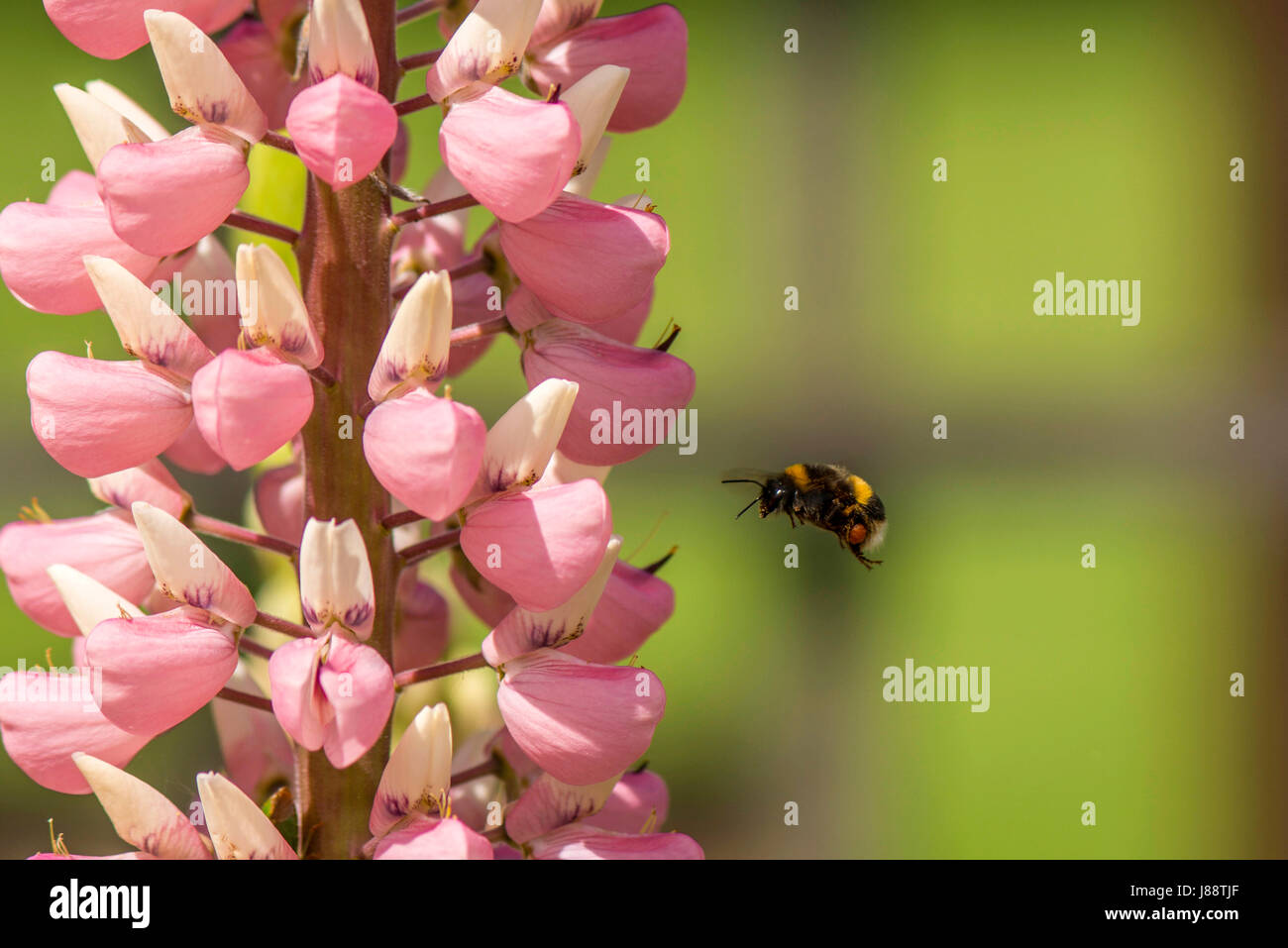 Nature In Harmony: Beautiful vivid pink spike-like raceme buds of the ...