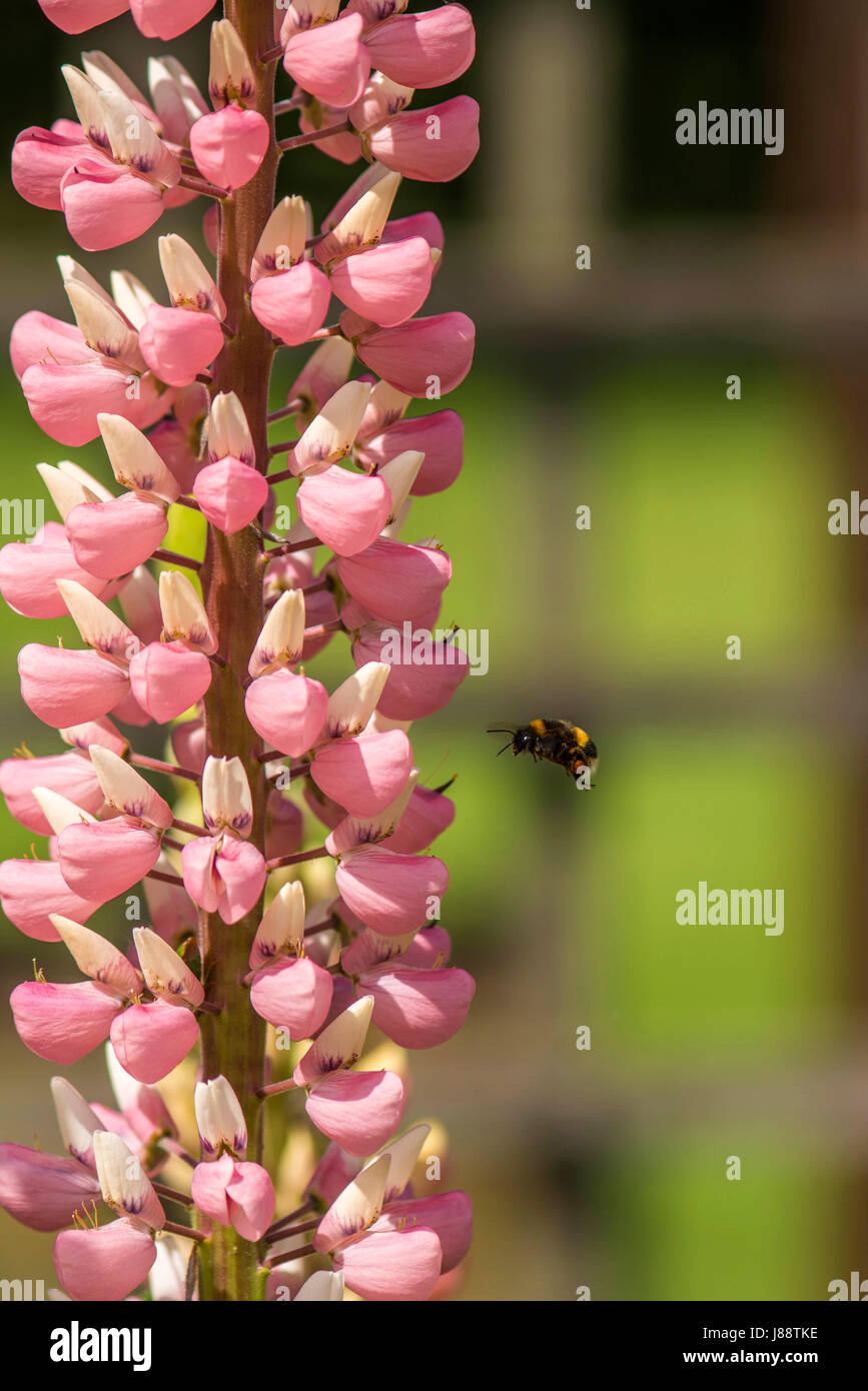 Raceme bloom form hi-res stock photography and images - Alamy