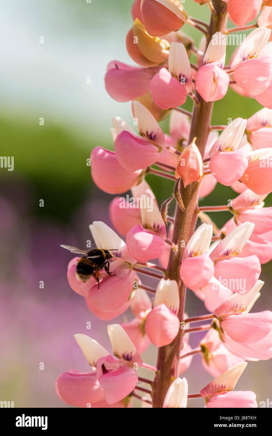 Nature In Harmony: Beautiful vivid pink spike-like raceme buds of the ...