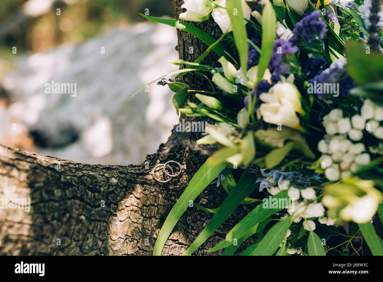 Wedding rings on a tree bark. Jewelry at the wedding Stock Photo - Alamy