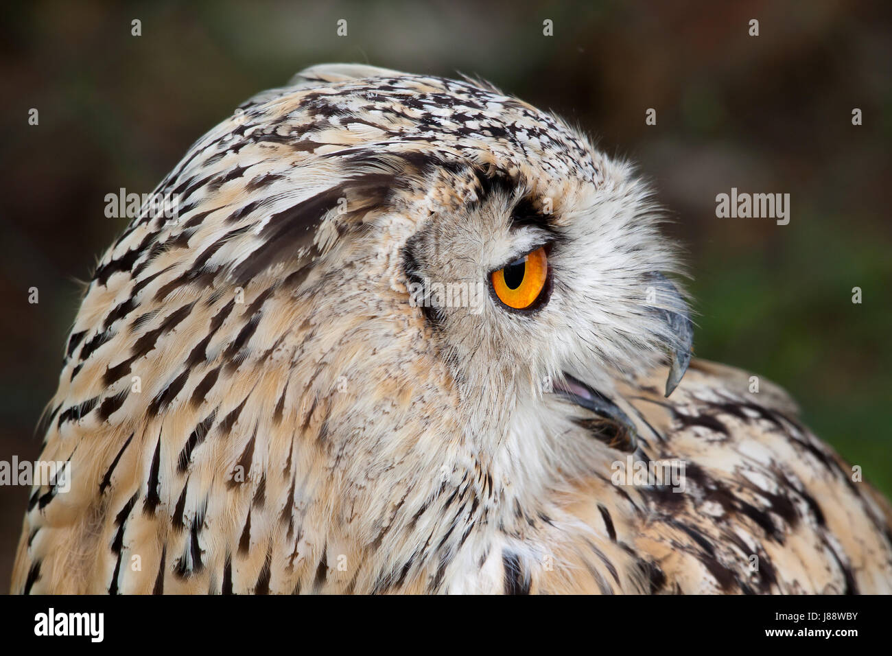 bird, portrait, birds, eyes, orange, nature, head, profile, shine ...