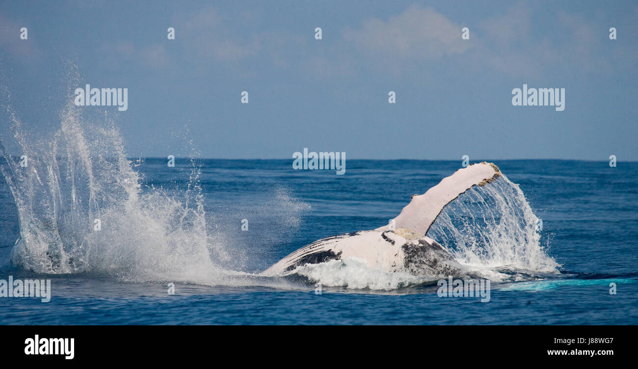 Humpback whale is splashing its fin. Madagascar. The waters of St. Mary ...