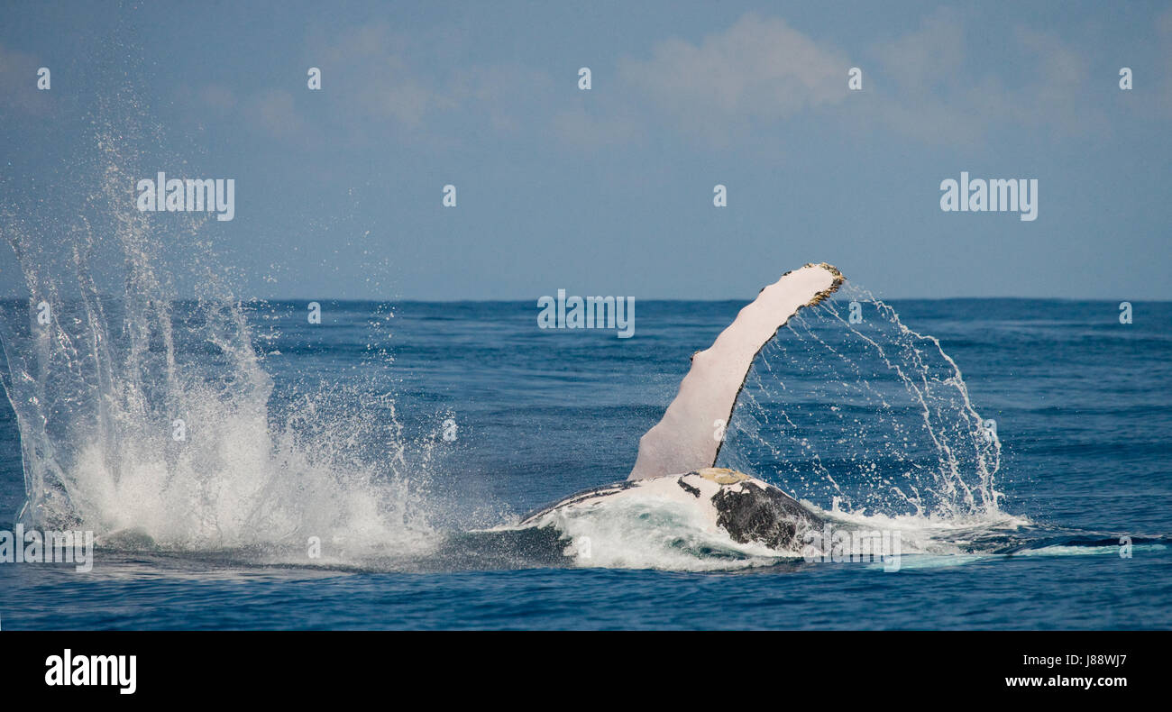 Whale splashing water hi-res stock photography and images - Alamy