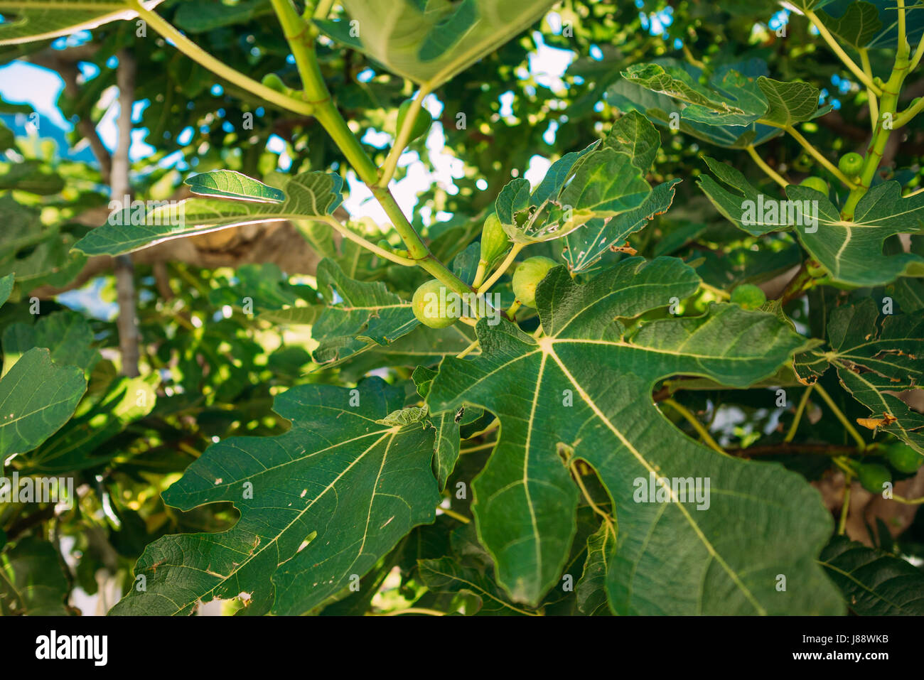 Fig trees, small fruits. Ripening figs on the tree Stock Photo - Alamy