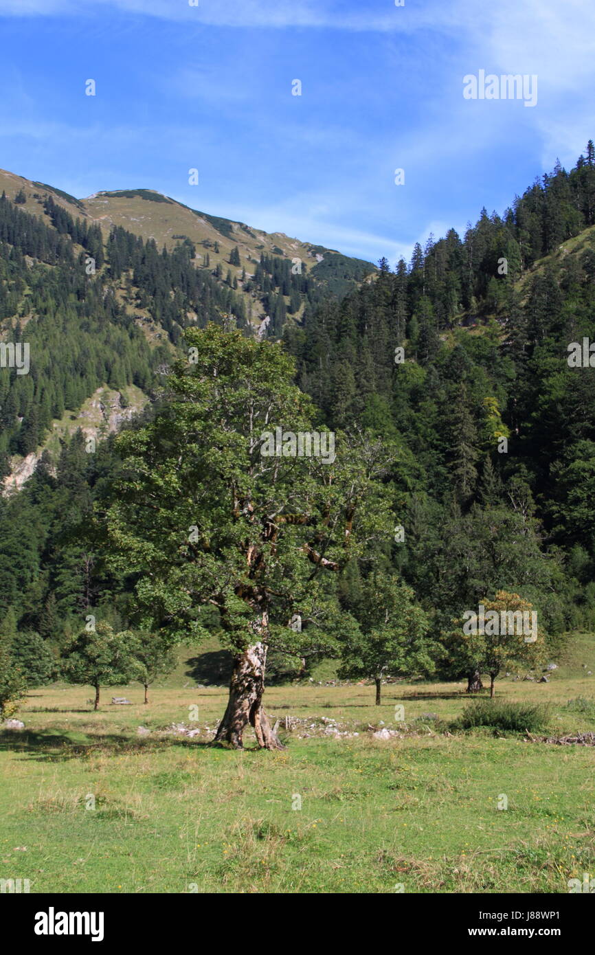 old maple tree Stock Photo - Alamy