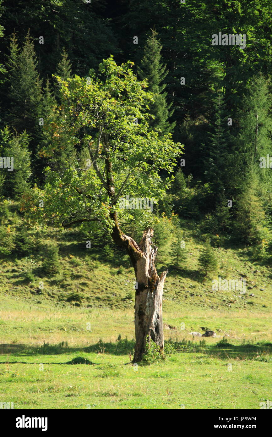 old maple tree Stock Photo - Alamy