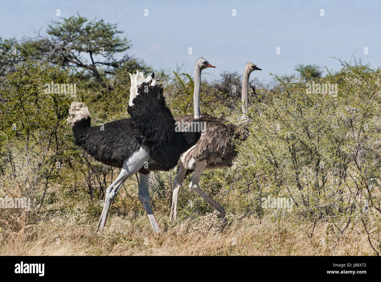 Struzzi (Struthio camelus), pair of Common Ostriches Stock Photo - Alamy