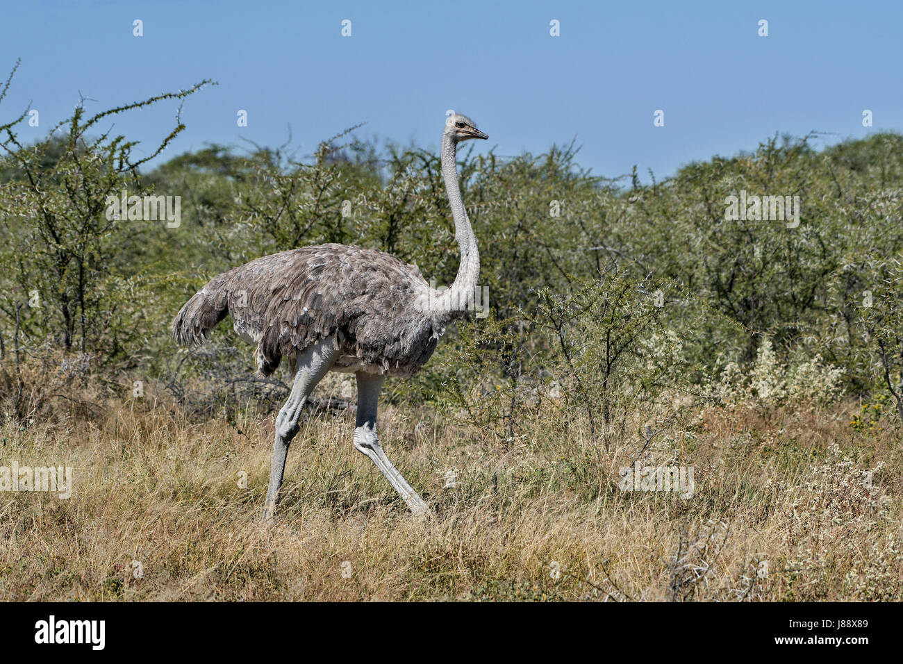 Struzzo in namibia hi-res stock photography and images - Alamy