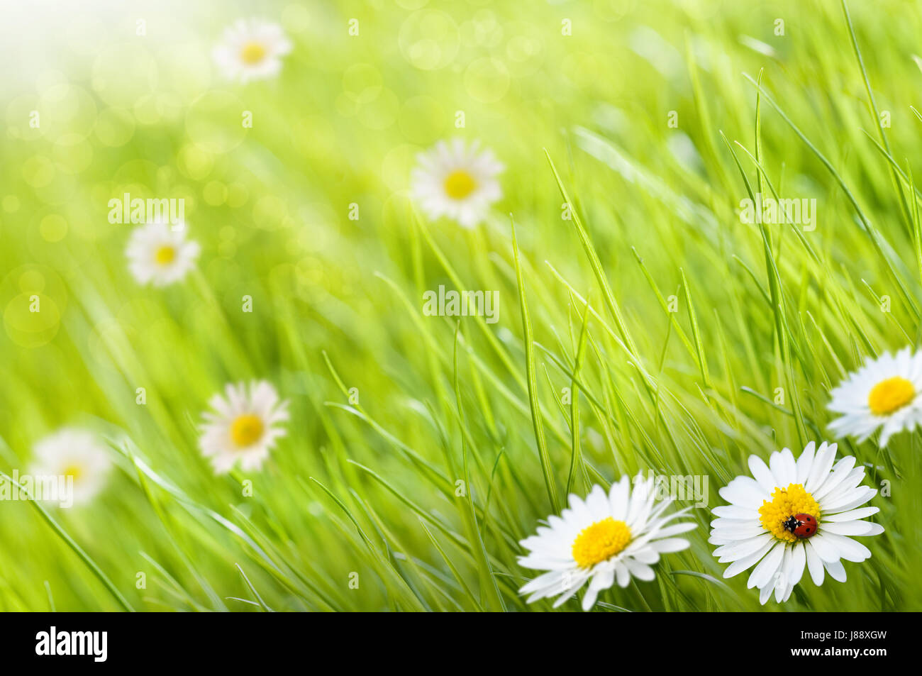 eco, environment, enviroment, garden, flower, plant, flowers, friendly ...