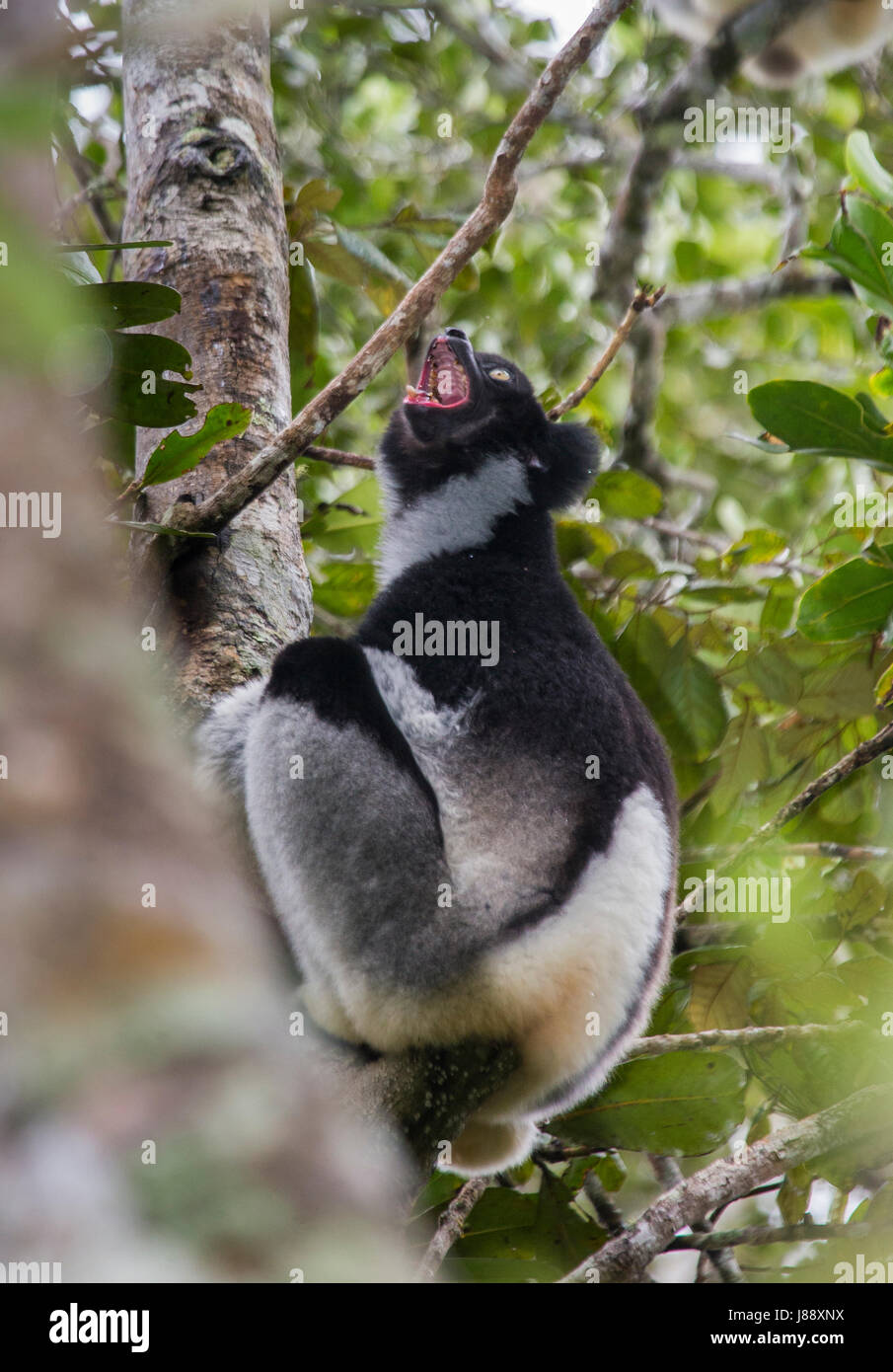 Indri sitting and screaming on a tree. Madagascar. Mantadia National ...