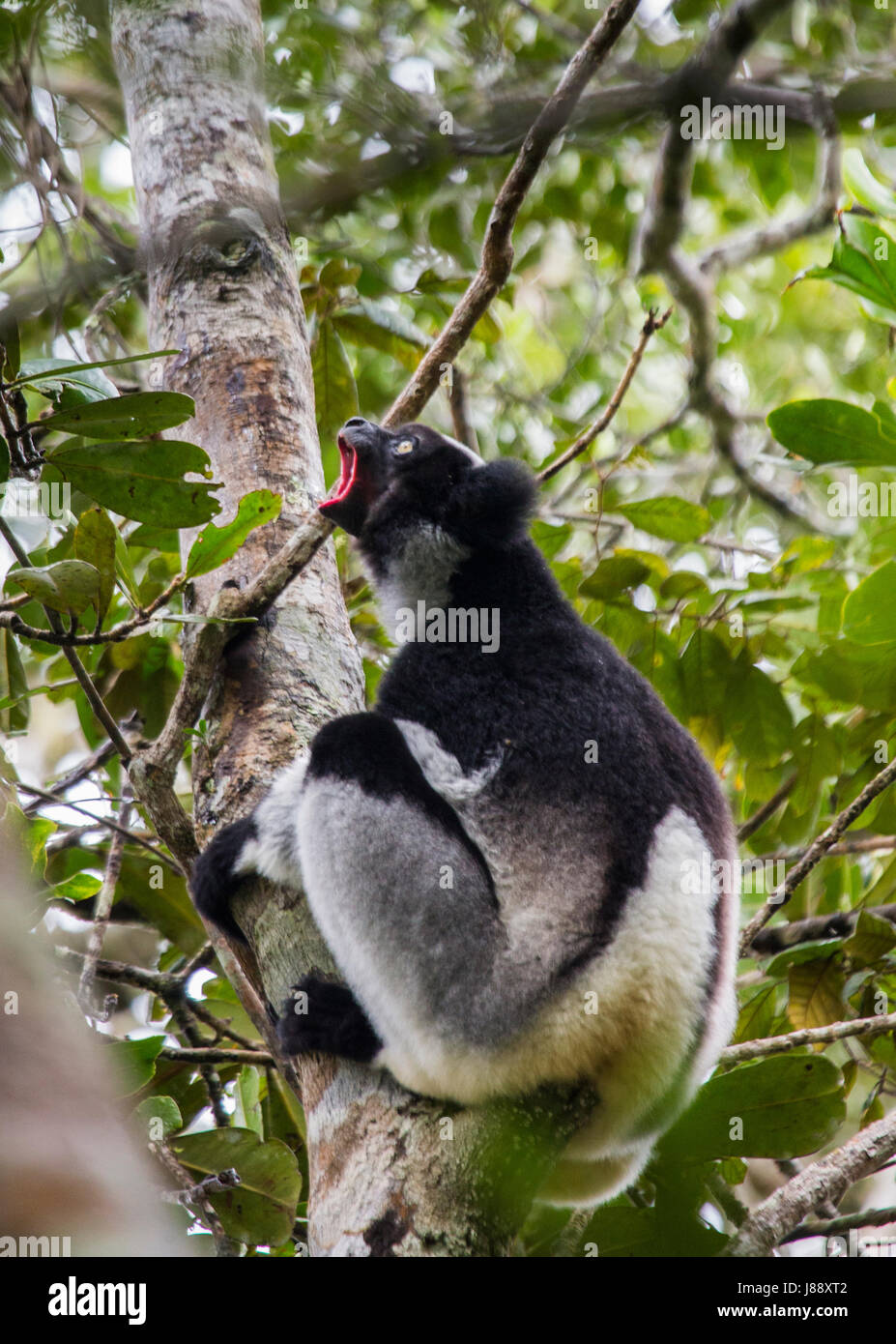 Indri sitting and screaming on a tree. Madagascar. Mantadia National ...
