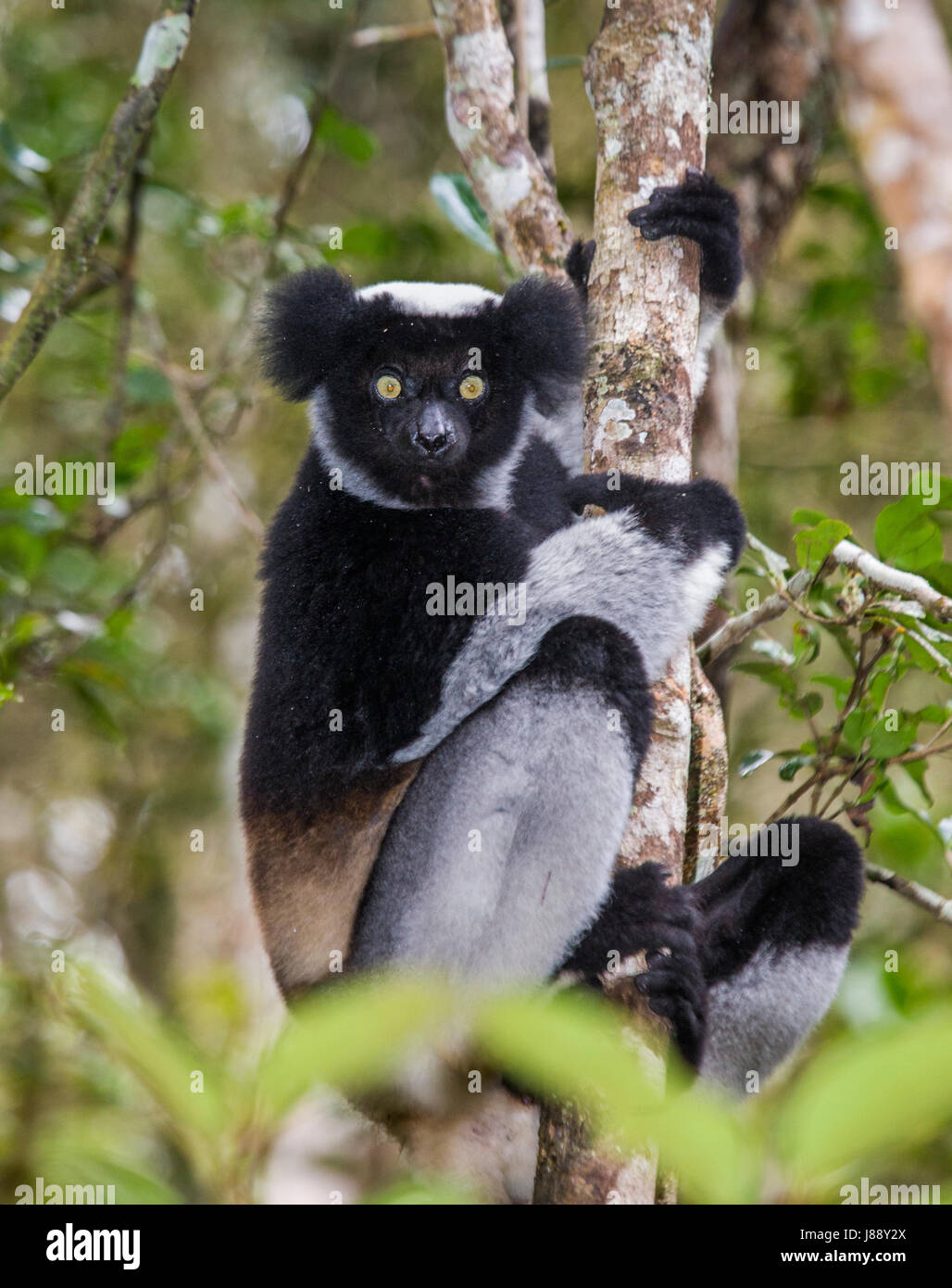 Singing indri lemur hi-res stock photography and images - Alamy