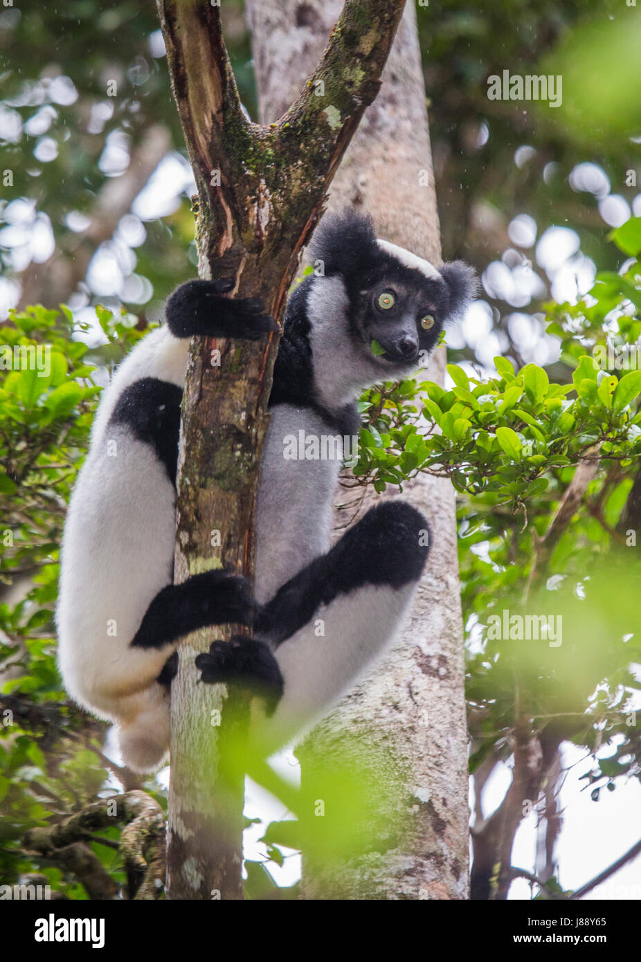Singing indri lemur hi-res stock photography and images - Alamy