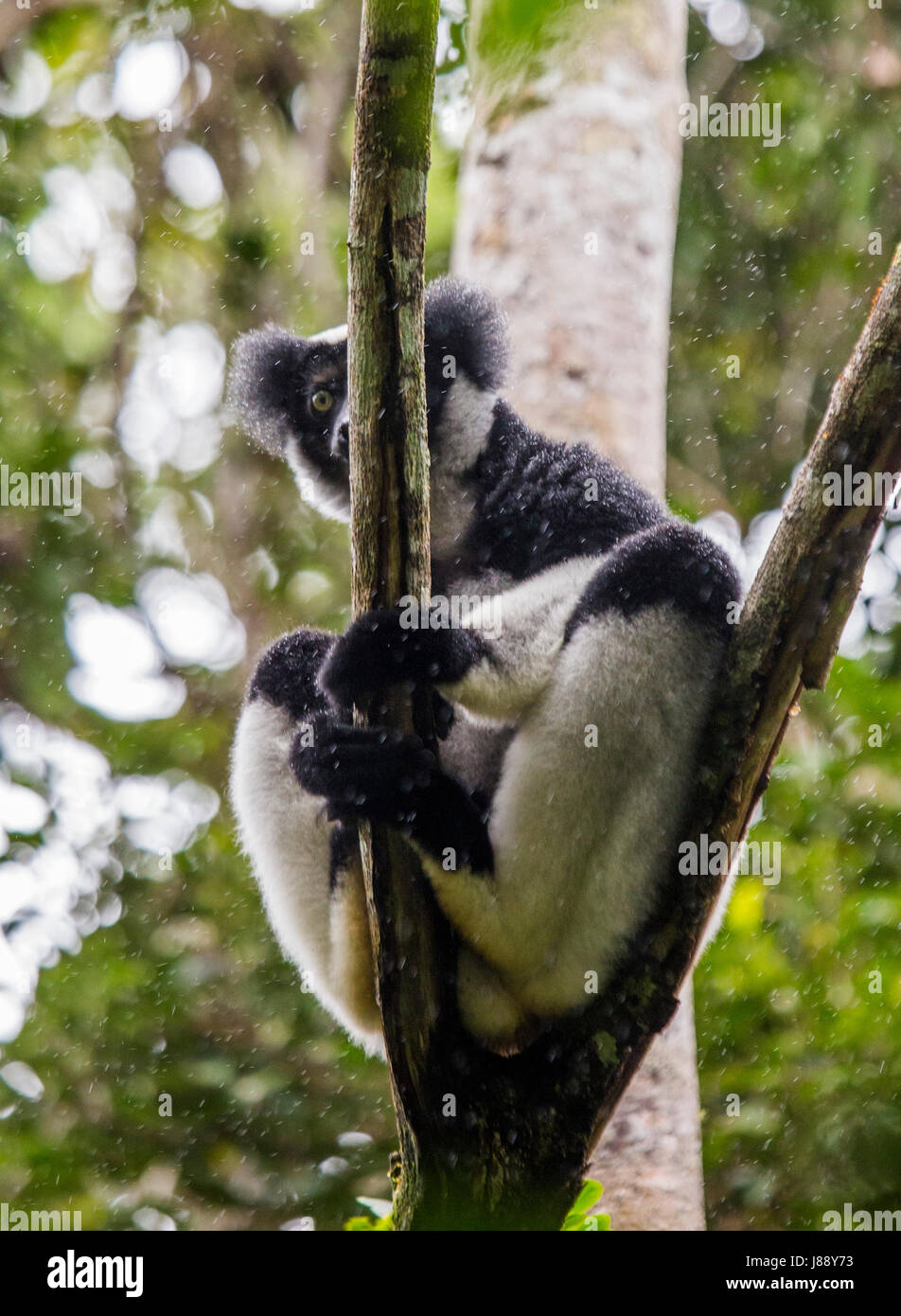 Indri indri indri sitting in tree hi-res stock photography and images ...