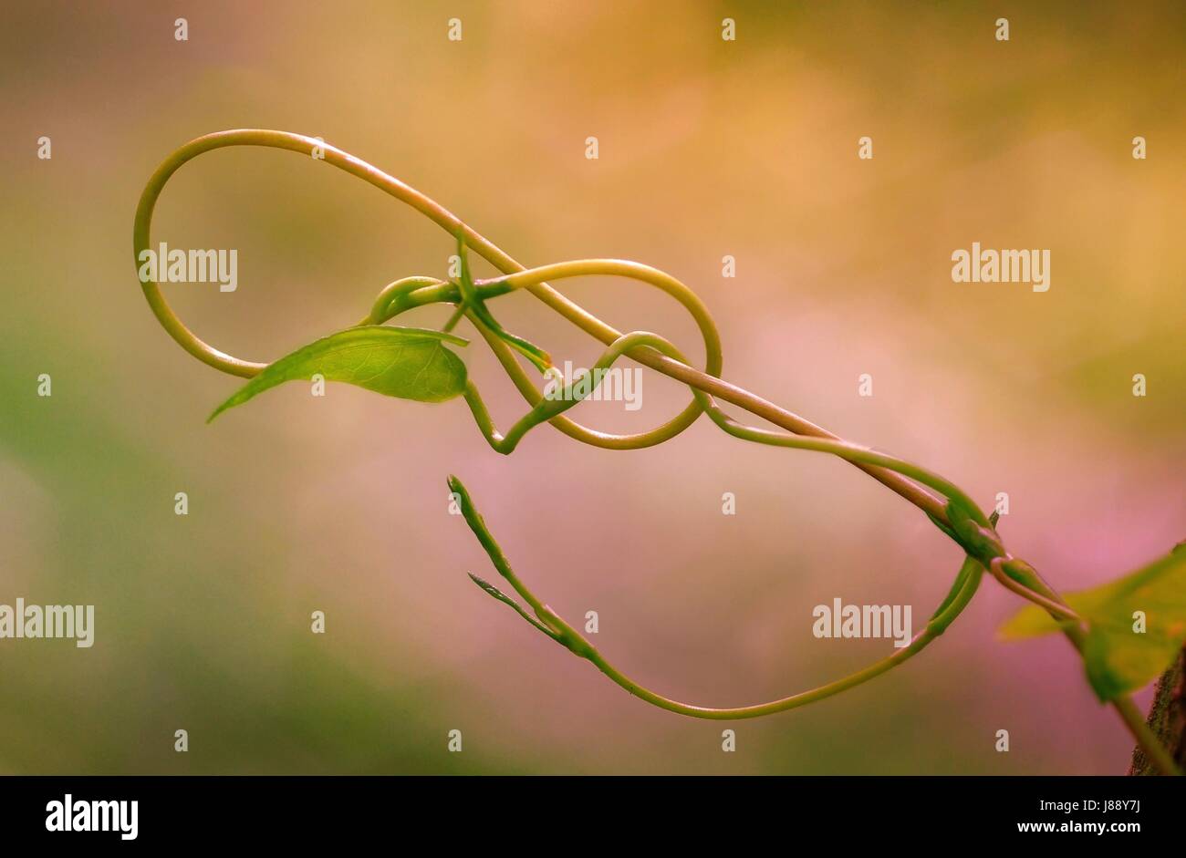plant with many knots entwined and connected Stock Photo - Alamy
