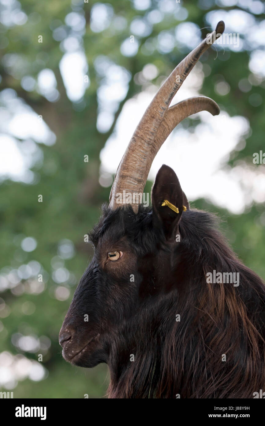 Schwarzhalsziege hi-res stock photography and images - Alamy