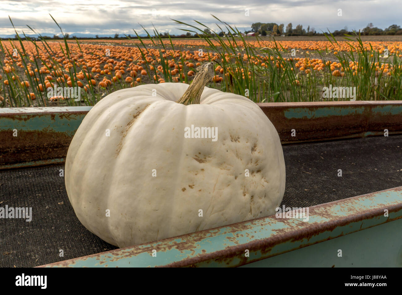 One great big huge albino pumpkin at a Farm in Ladner Stock Photo - Alamy
