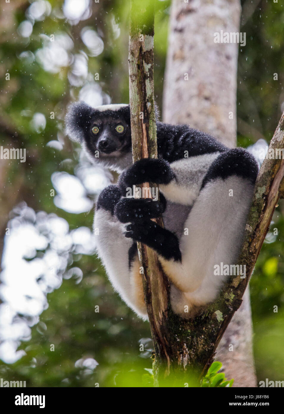 Indri is sitting on a tree. Madagascar. Mantadia National Park Stock ...