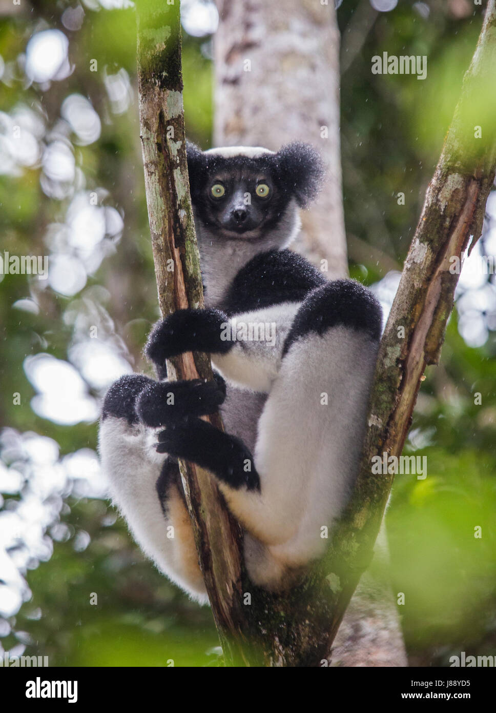 Indri indri indri sitting in tree hi-res stock photography and images ...