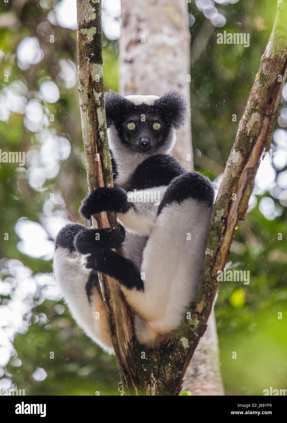 Indri indri indri sitting in tree hi-res stock photography and images ...