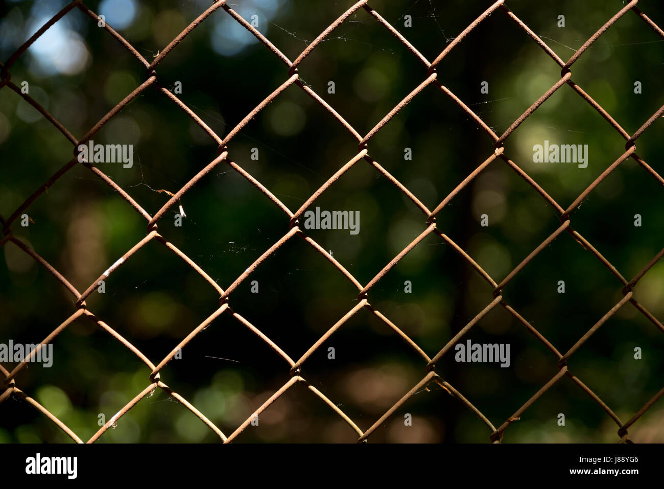 close-up of a chicken wire with blurred background Stock Photo - Alamy