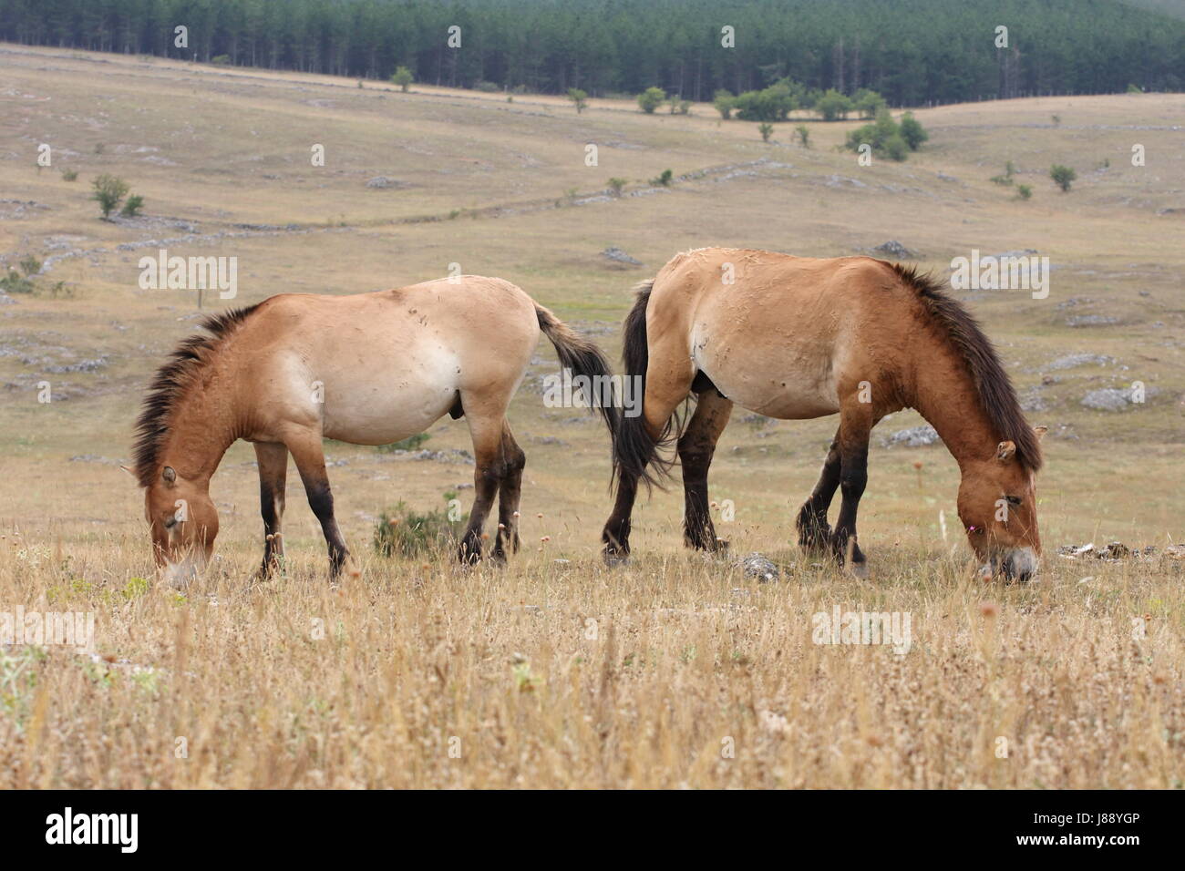 horse, animal, mammal, mongolia, mongolian, steppe, outdoor, wildlife ...