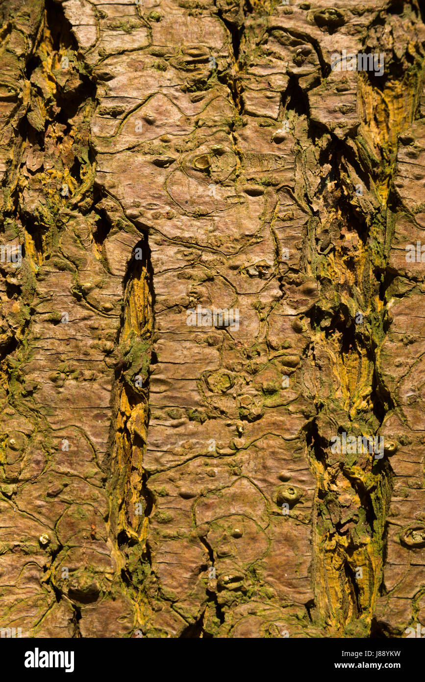 Peeling of the cortex of the tree hi-res stock photography and images ...