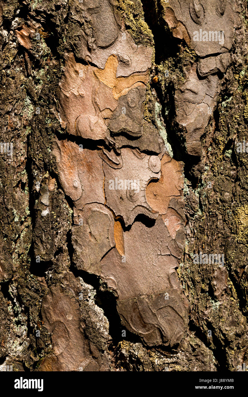close-up of a wooden crust of a living tree Stock Photo - Alamy