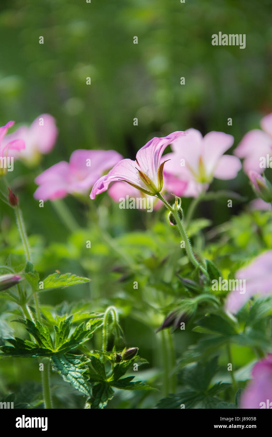 Trailing geranium hi-res stock photography and images - Alamy