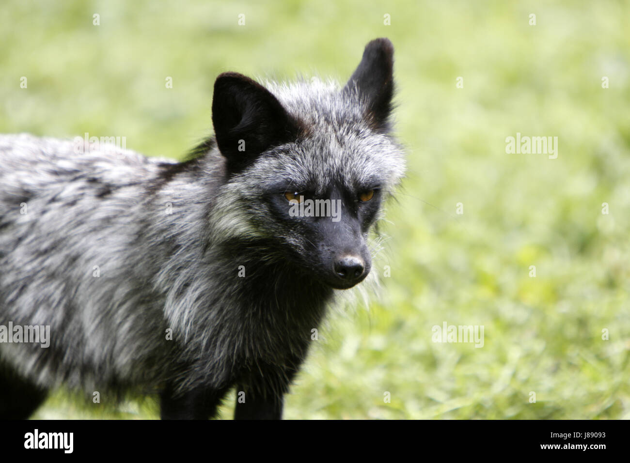 Silberfuchs hi-res stock photography and images - Alamy