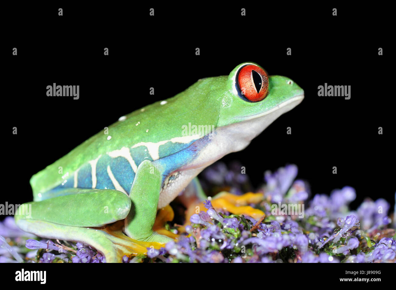 Red and black frog hi-res stock photography and images - Alamy