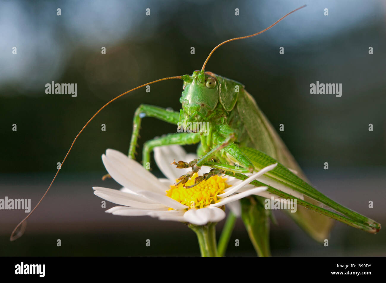 insect, insects, grasshopper, legs, macro, close-up, macro admission ...