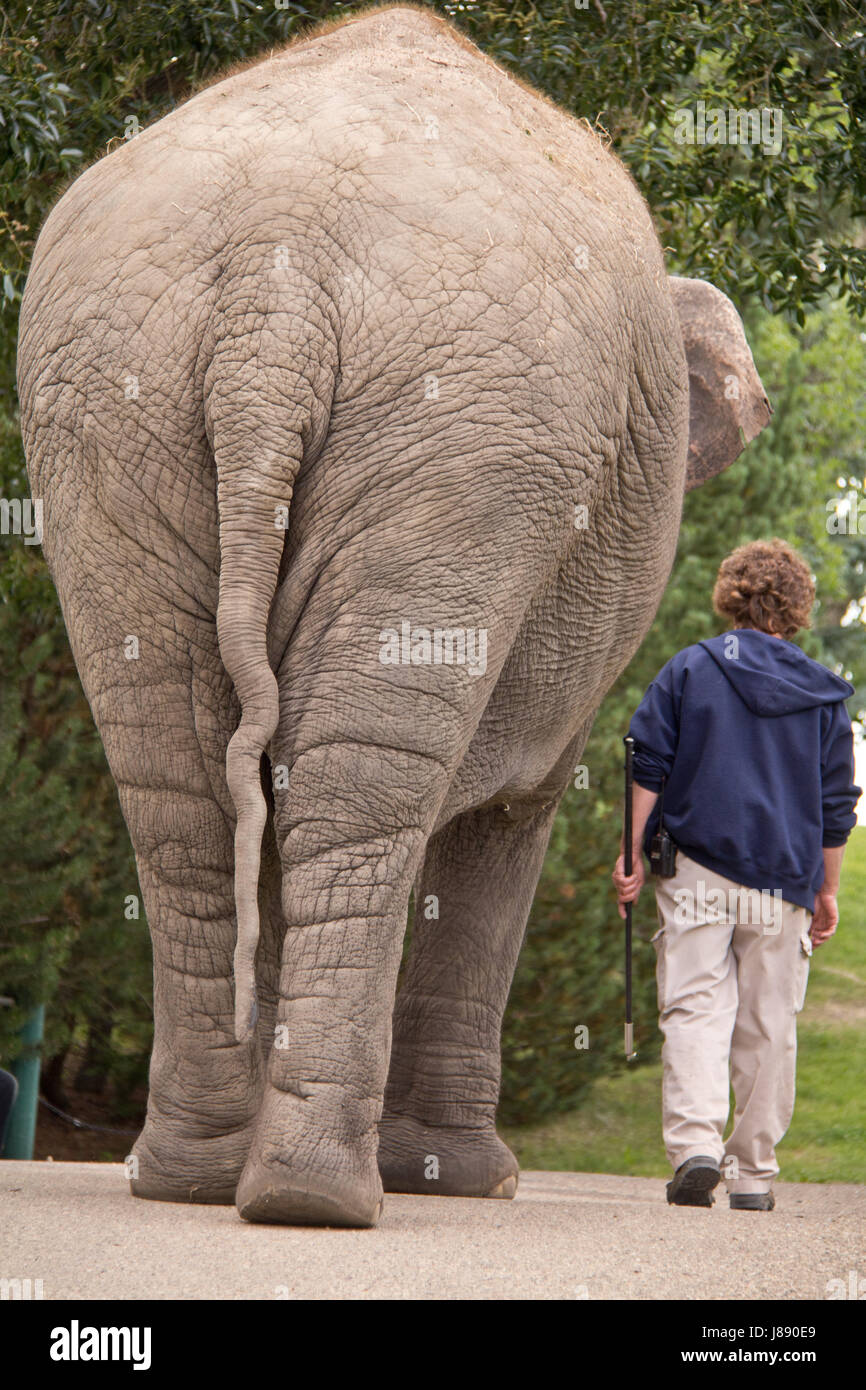 walk, go, going, walking, friendship, animal, wild, elephant ...