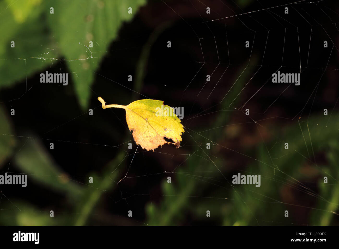 the floating leaf Stock Photo - Alamy