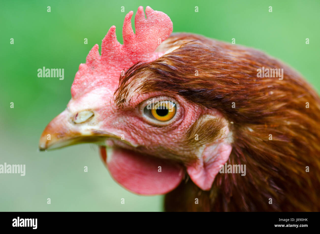 bird, chicken, colorful, cockerel, dominant, cock, rooster, profile ...