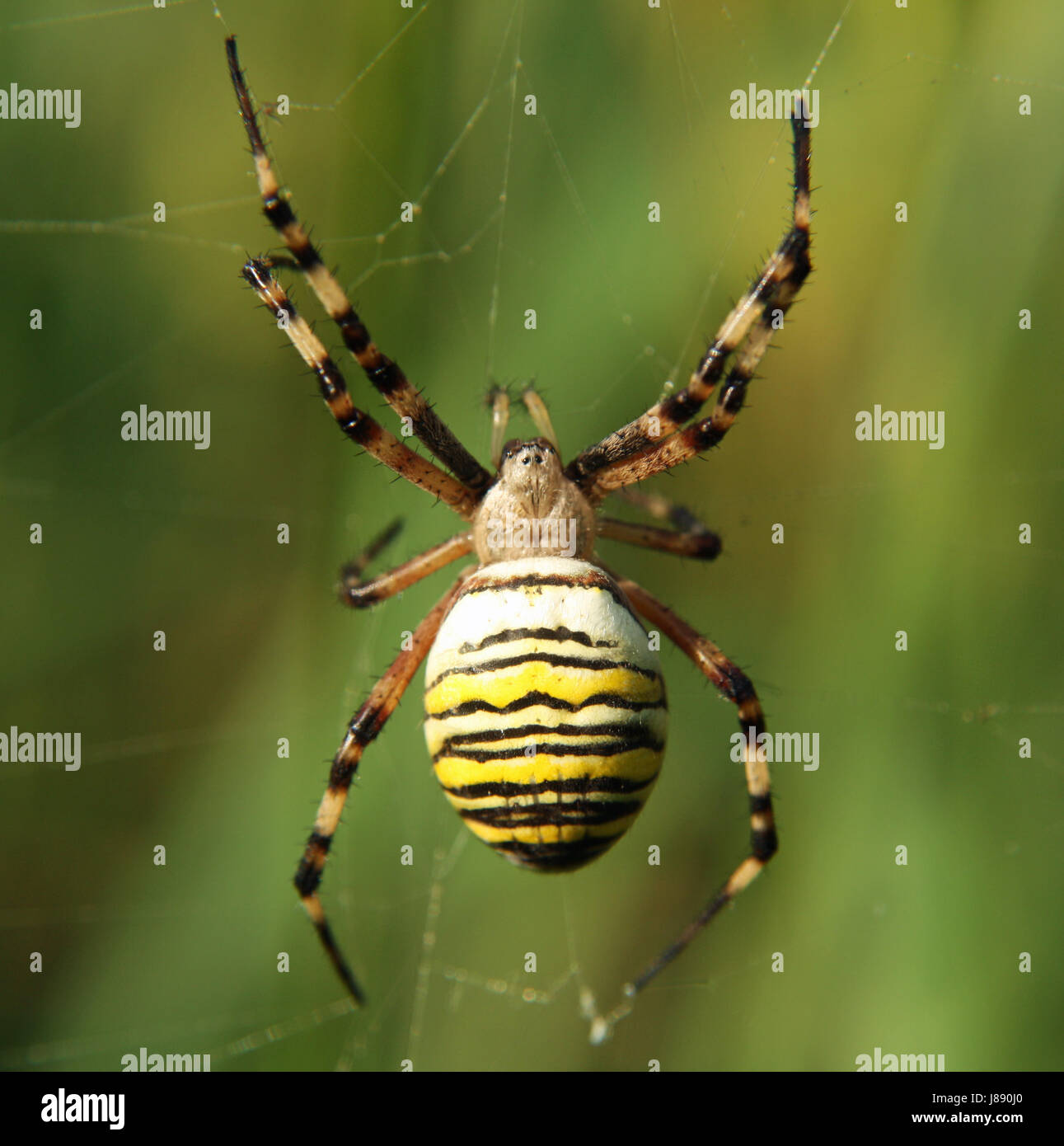 Spinnen zebraspinne hi-res stock photography and images - Alamy