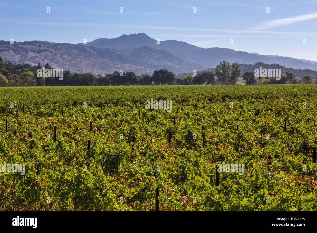 Silver oak napa hi-res stock photography and images - Alamy