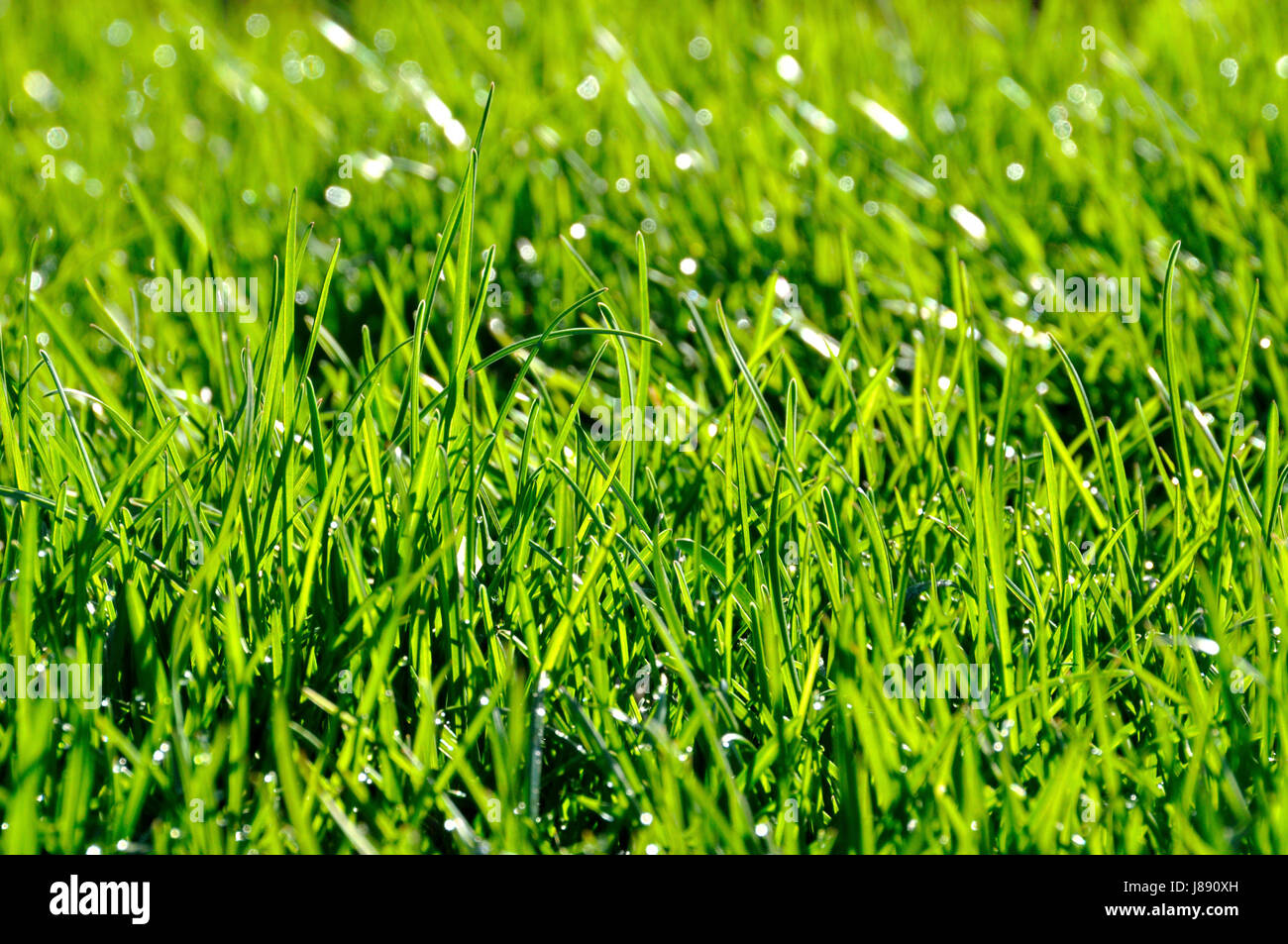colour, garden, freshness, spring, growth, color, meadow, grass, lawn ...