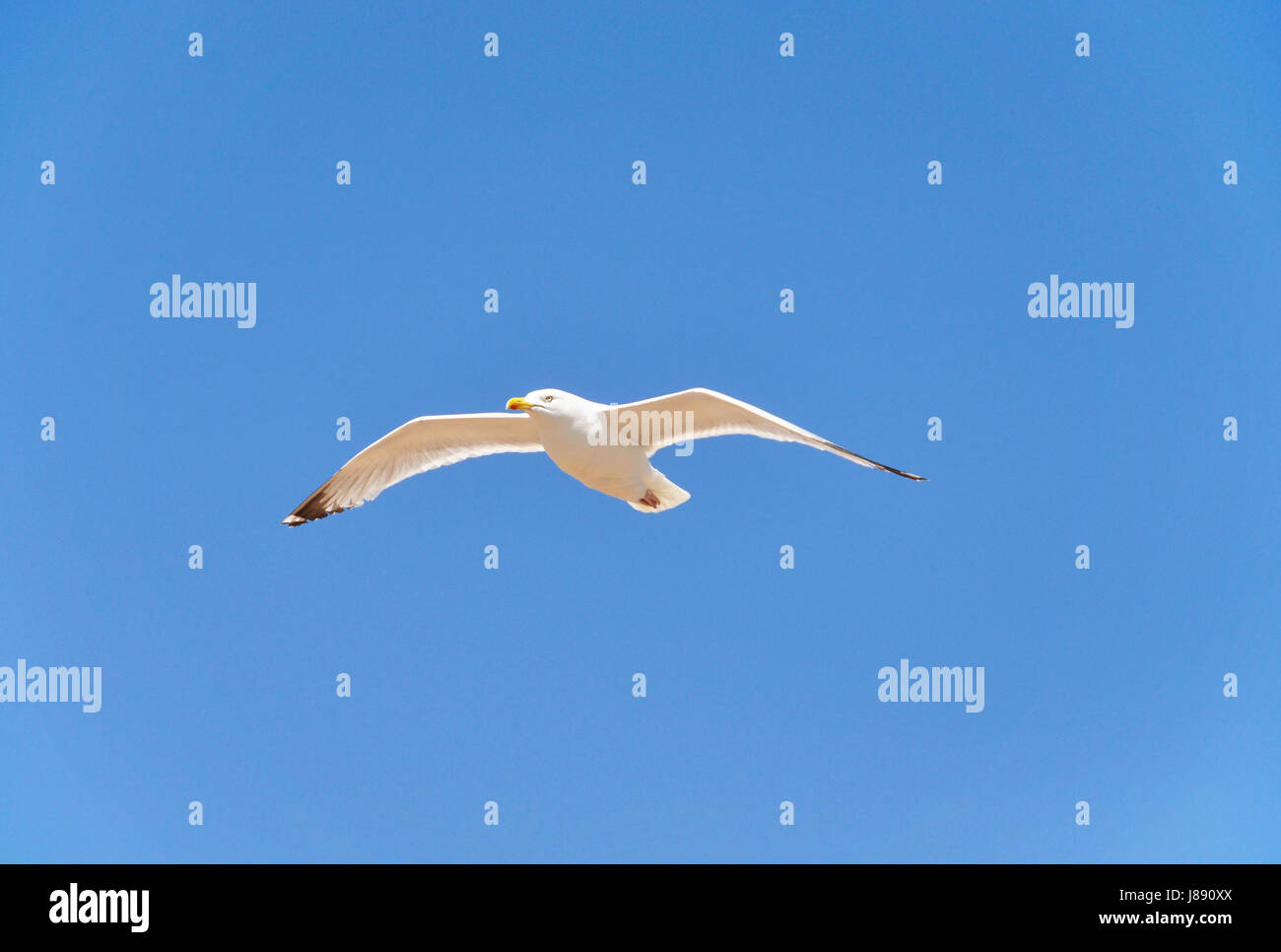 bird, beak, wildlife, white, nature, seagull, gull, blue, environment ...