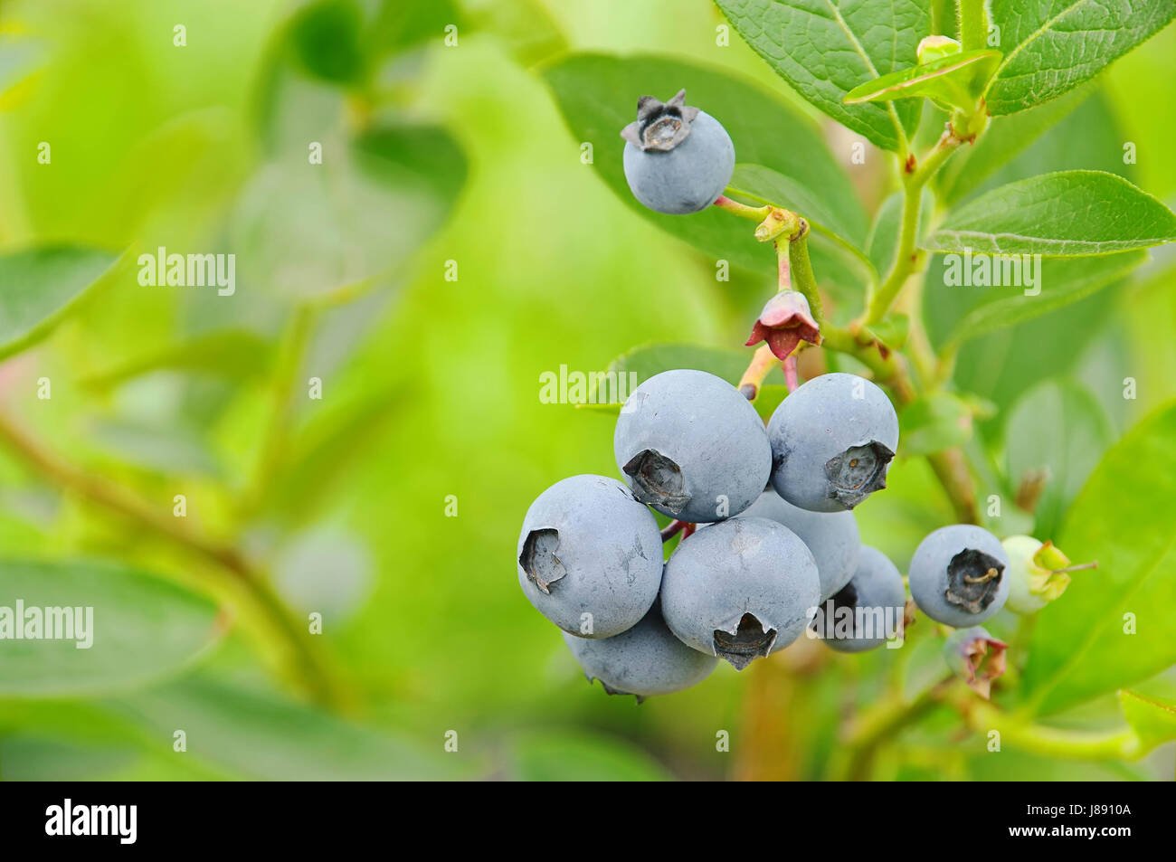 blueberry on shrub blueberry on shrub 01- 05 Stock Photo - Alamy