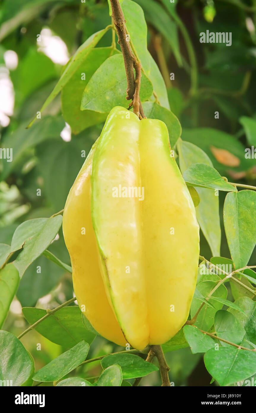 starfruit plant - starfruit plant 01 Stock Photo - Alamy