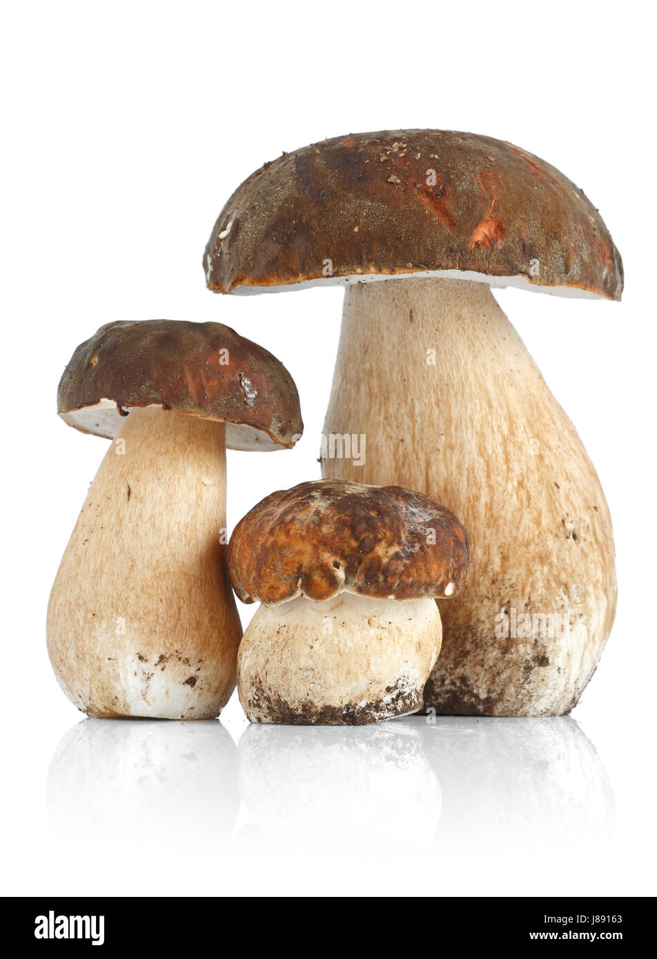 vegetable, moss, mushroom, fungus, edible, group, food, aliment ...