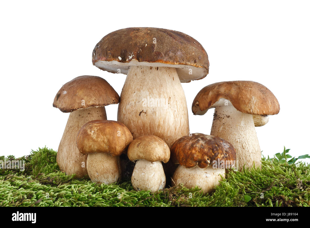 vegetable, moss, mushroom, fungus, edible, group, food, aliment ...