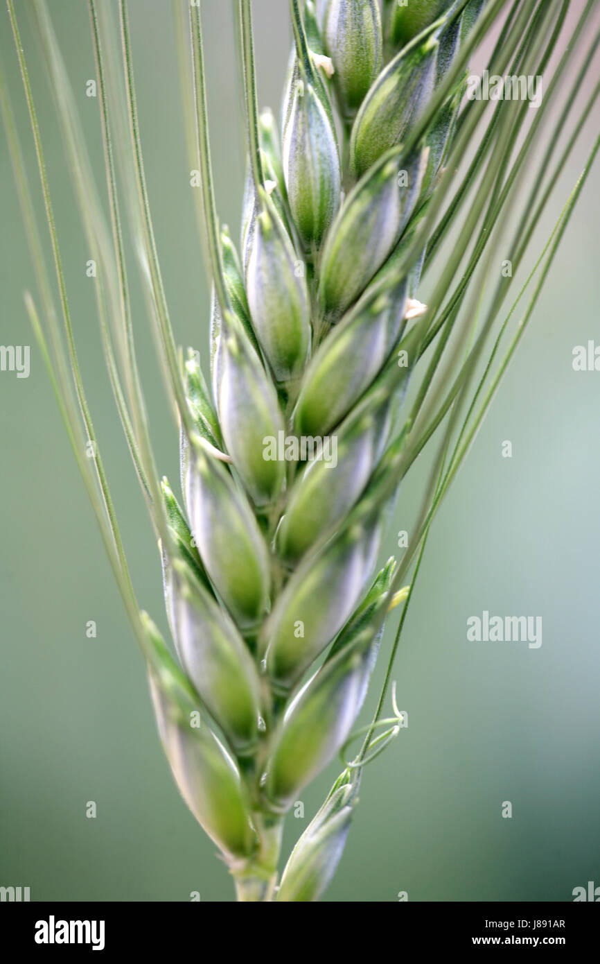 blue, beautiful, beauteously, nice, environment, enviroment, colour ...