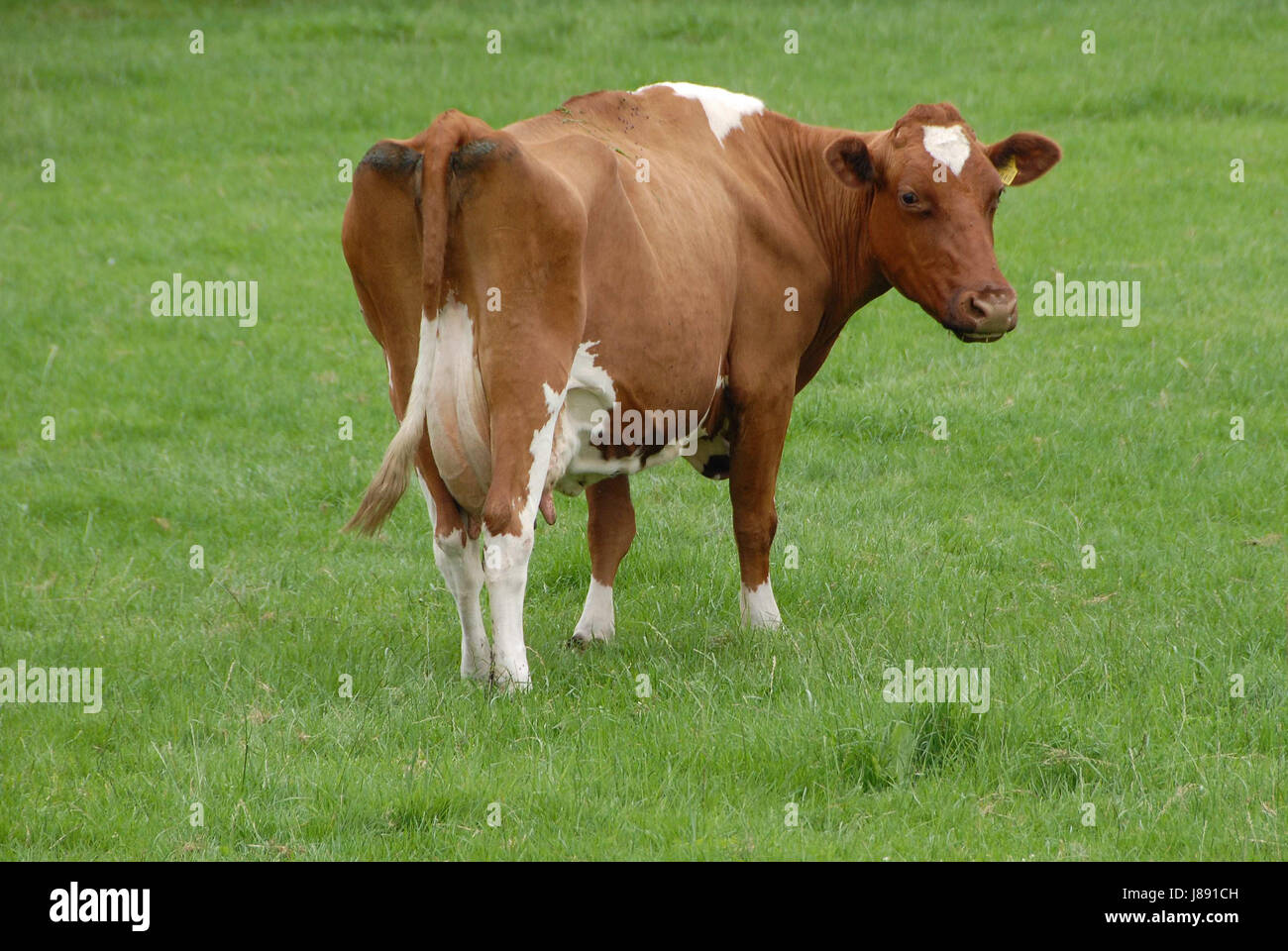 animal, milk, cow, cattle, nature, willow, animal, animals, livestock ...